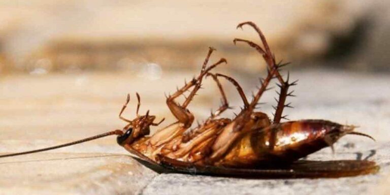 Top 7 Cara Mengusir dan Membasmi Kecoa Paling Efektif & Alami
